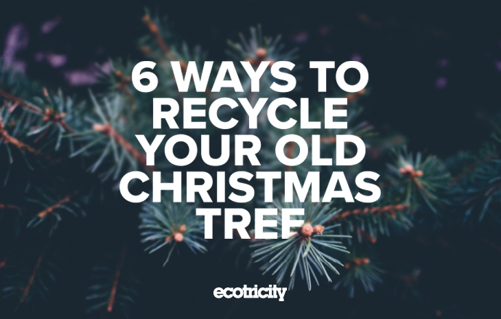 Six top tips to recycle your Christmas tree | Ecotricity