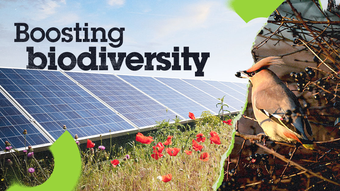 We’re boosting biodiversity on our solar parks | Ecotricity