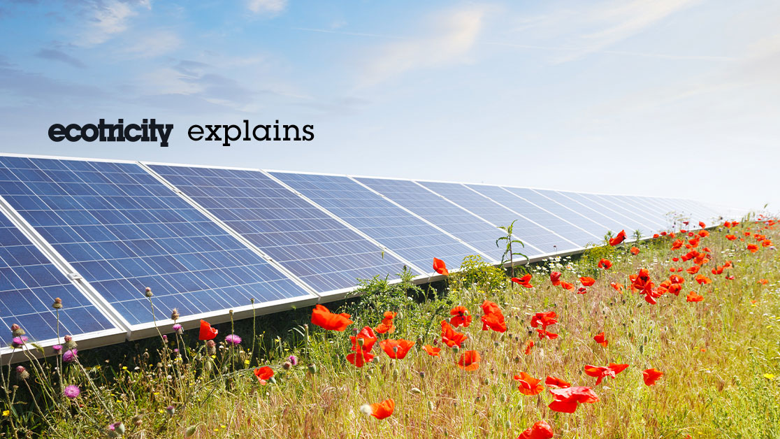 Ecotricity explains: Biodiversity in our sun parks | Ecotricity