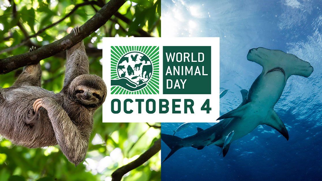 Take action for animals this World Animal Day | Ecotricity