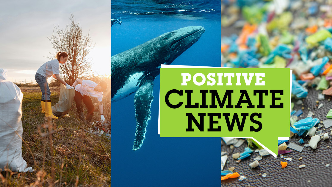 November's positive climate news: Plastic wet wipes banned and ...