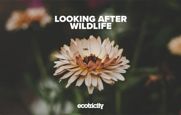 The best ways to look after British wildlife | Ecotricity