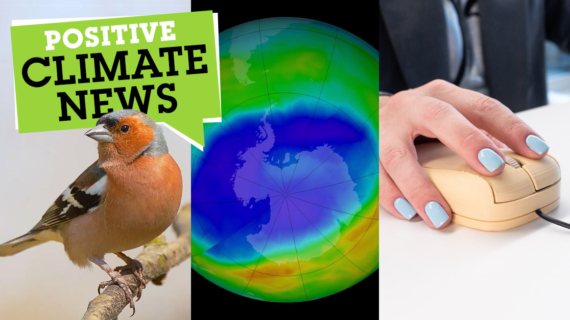 December’s positive climate news: Bird populations recovering – and is ...