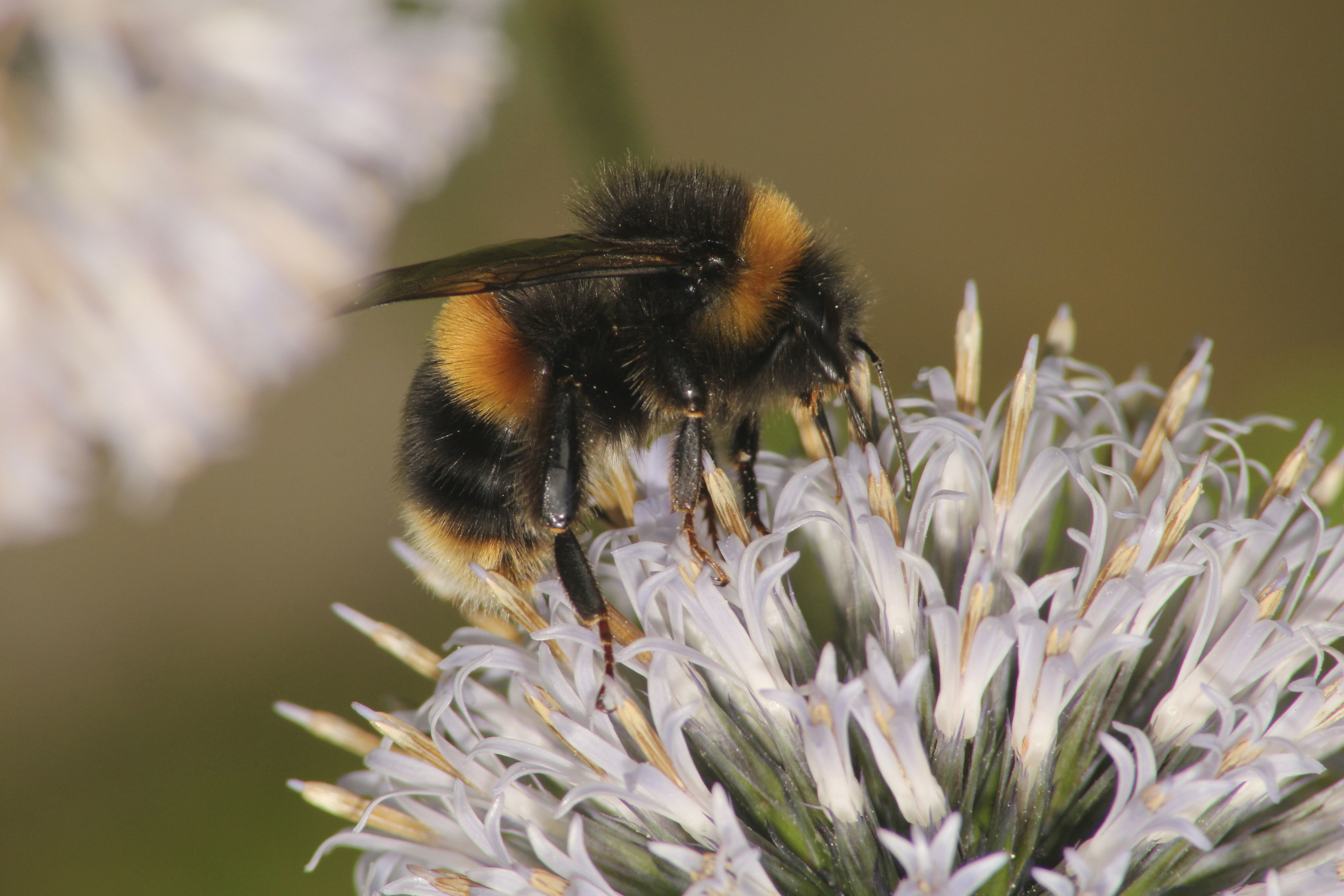 World Earth Day: 50 years of bee decline | Ecotricity