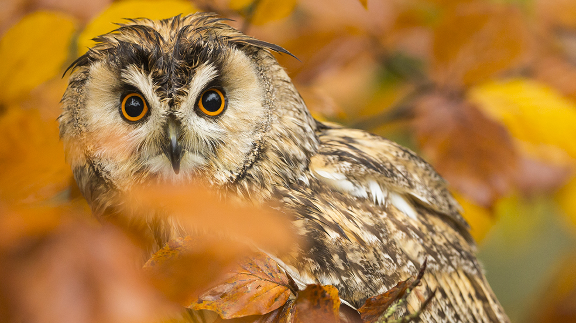 RSPB | Ecotricity