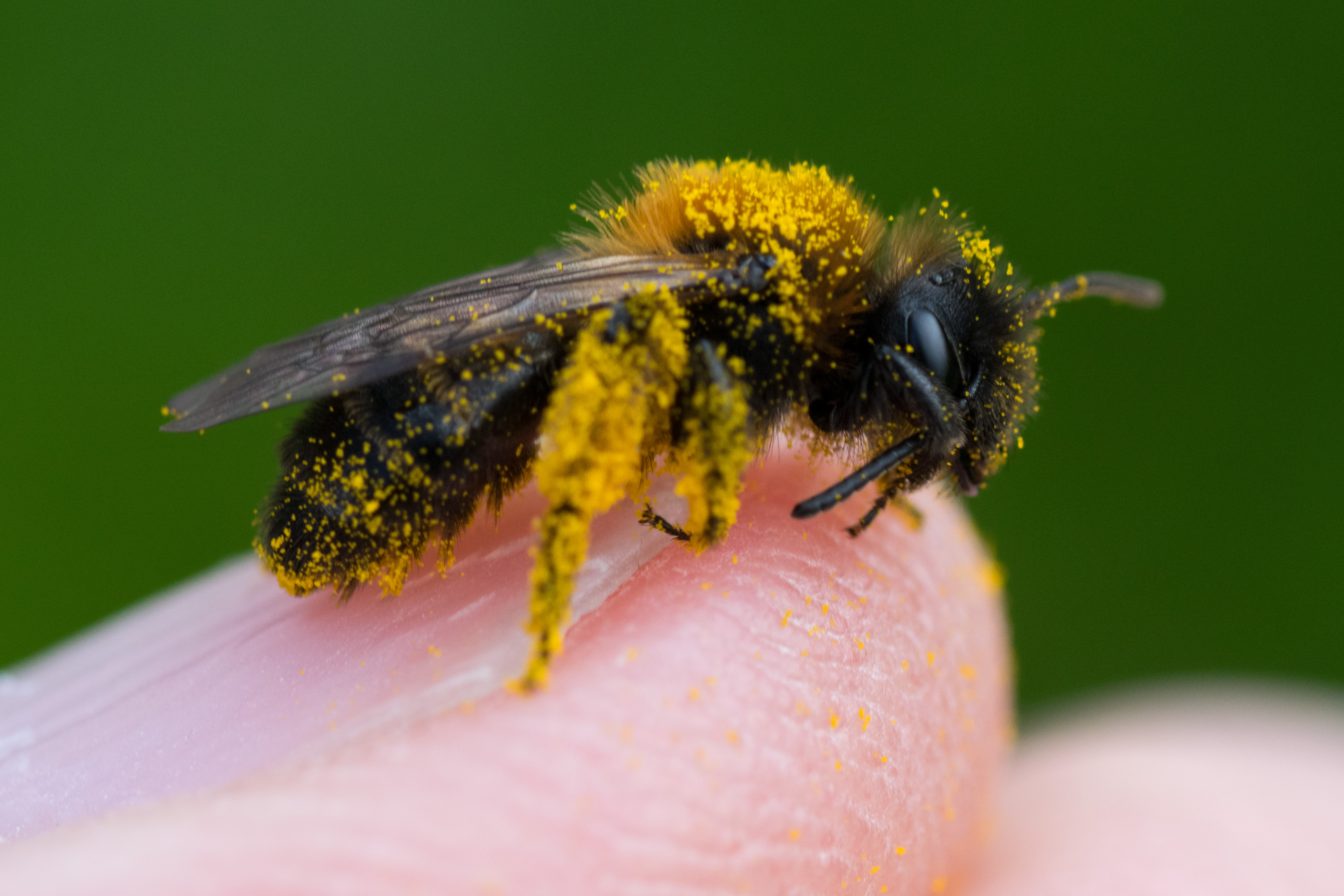How to encourage solitary bees into your garden | Ecotricity