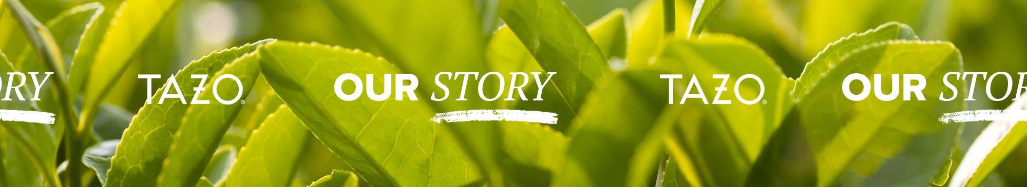 Our Story | TAZO® Tea | TAZO