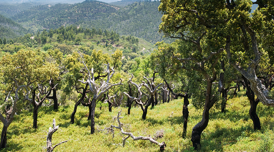 Life in Portugal’s Cork Country: Meet Cork Producer and Artisan David ...