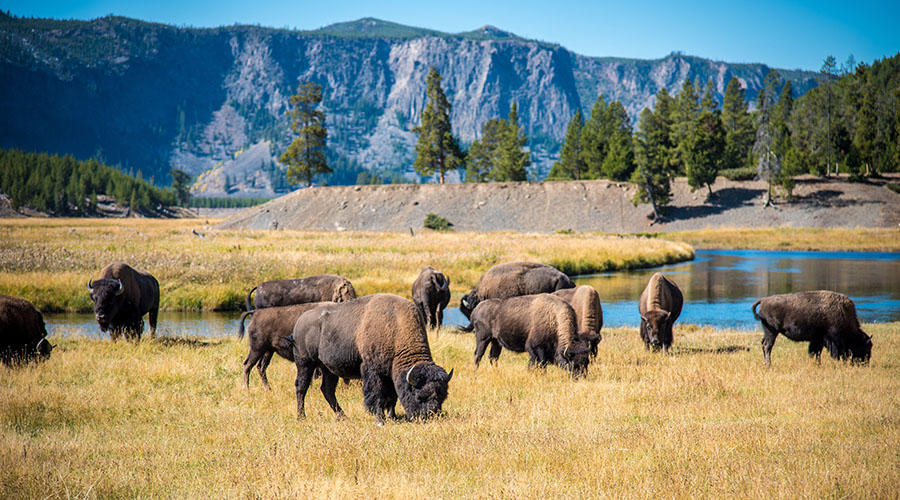 Ultimate Guide for Wildlife Watching in Yellowstone National Park