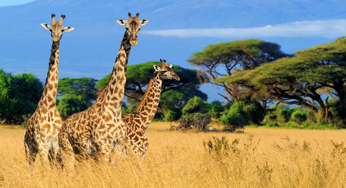 Collette Launches 2025 Worldwide Brochure with New Journeys