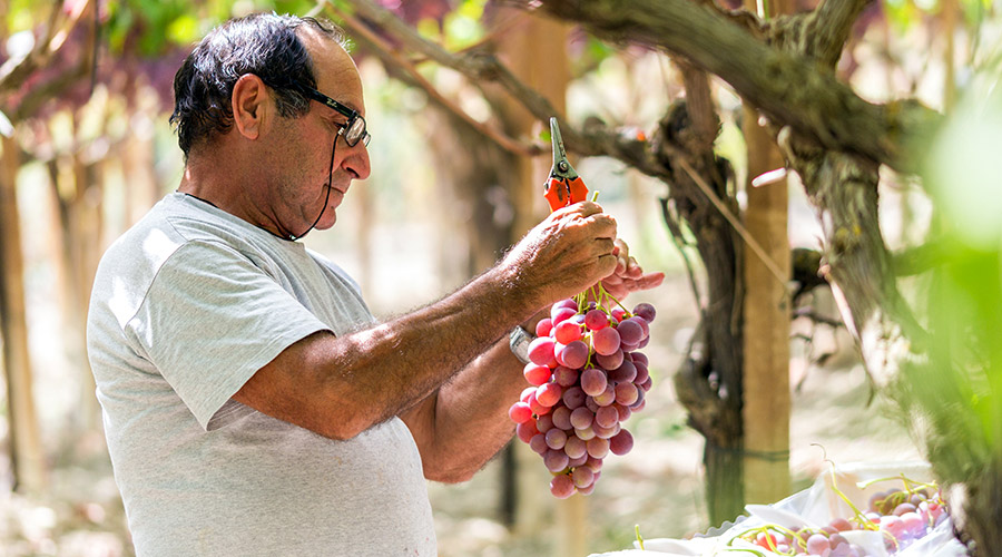 Explore the Wine Regions of Italy on a Collette Tour