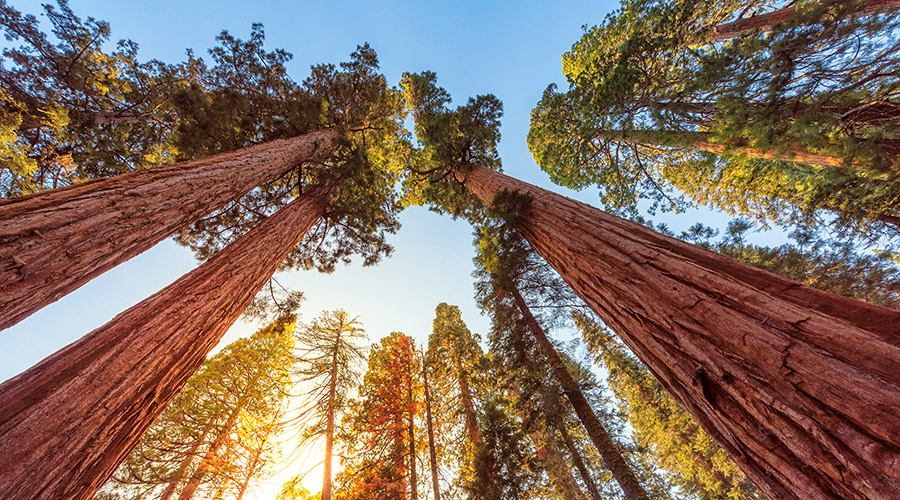 All About Sequoia and Kings National Parks