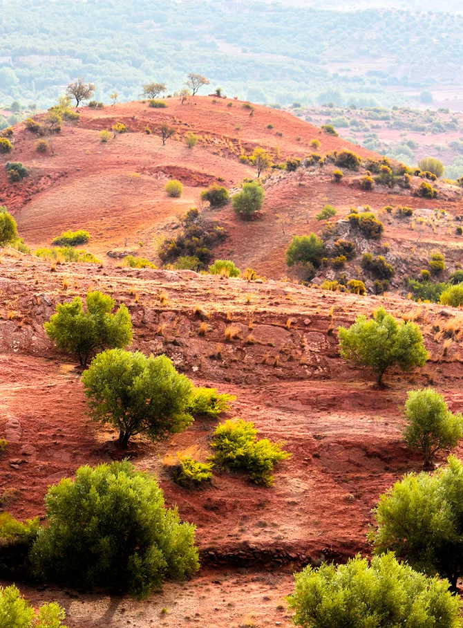 Moroccan Argan Oil, Black Soap & Healing Beauty Products | Prior | PRIOR