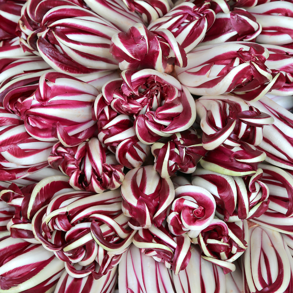 Exploring the Rich Heritage of Radicchio Varieties in Veneto, Italy | PRIOR