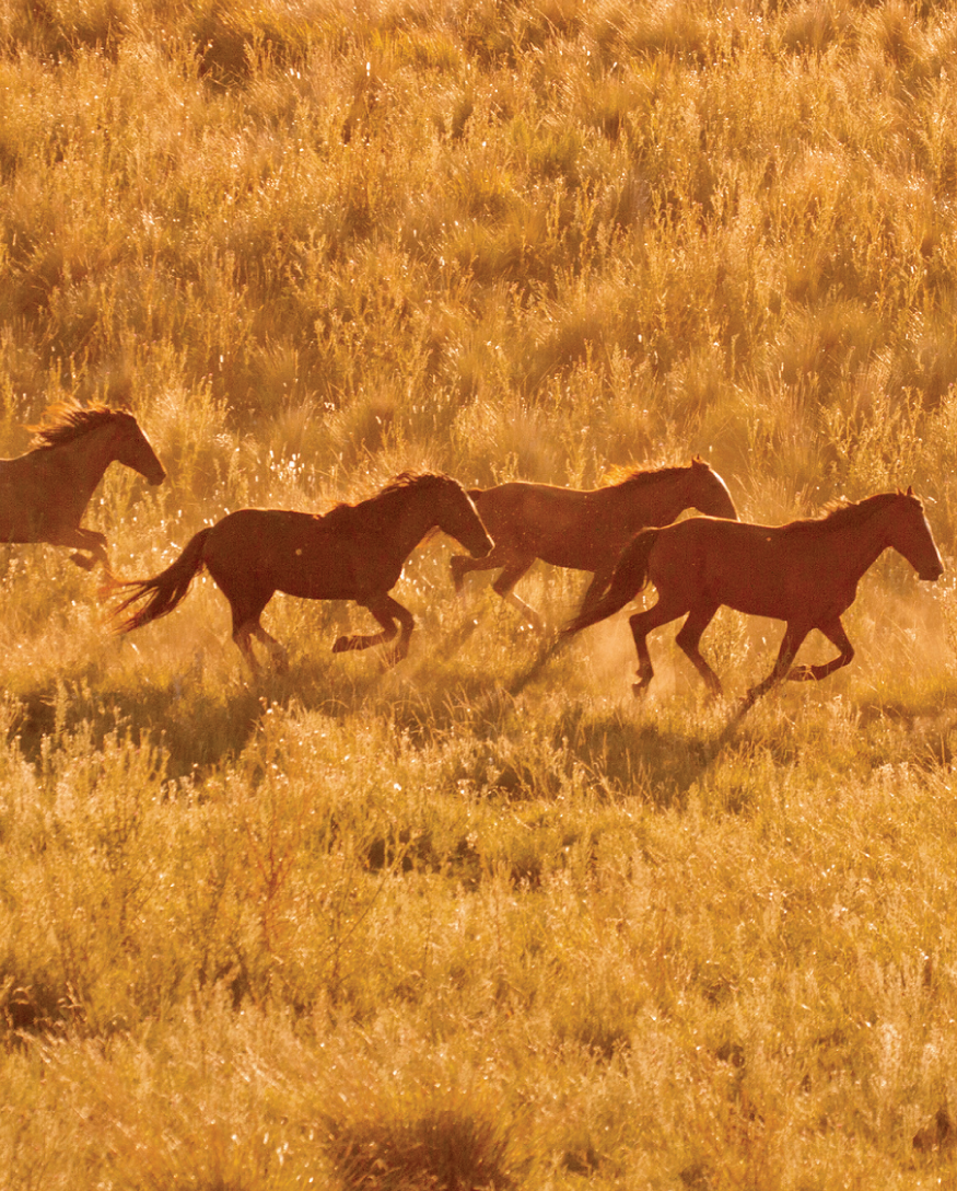 EQUESTRIAN TOURISM | PRIOR