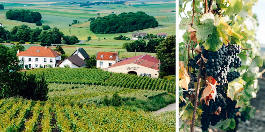 Grower Champagne Explained & How to Pick the Best Bottle | Prior | PRIOR