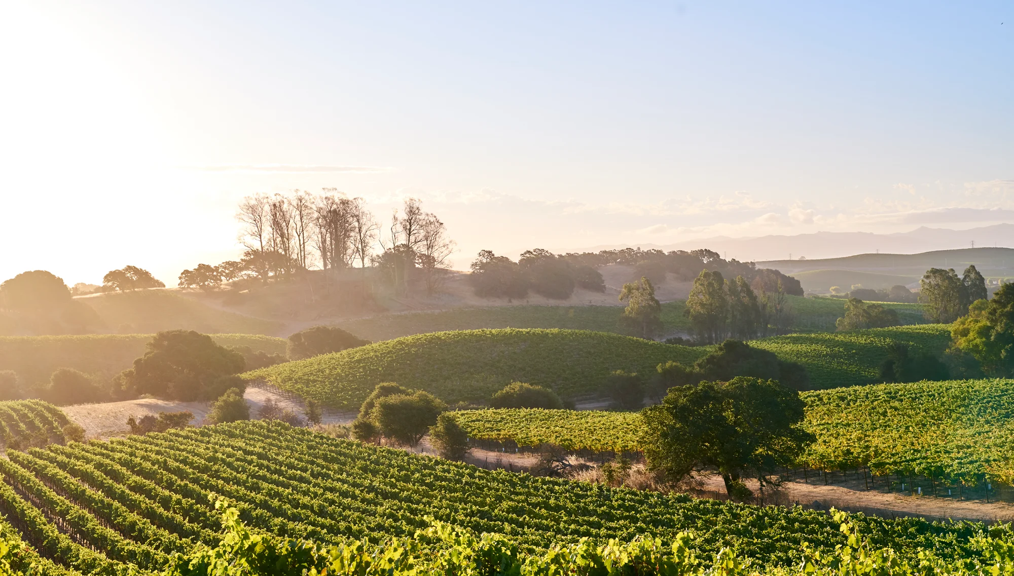 vineyard zoom background