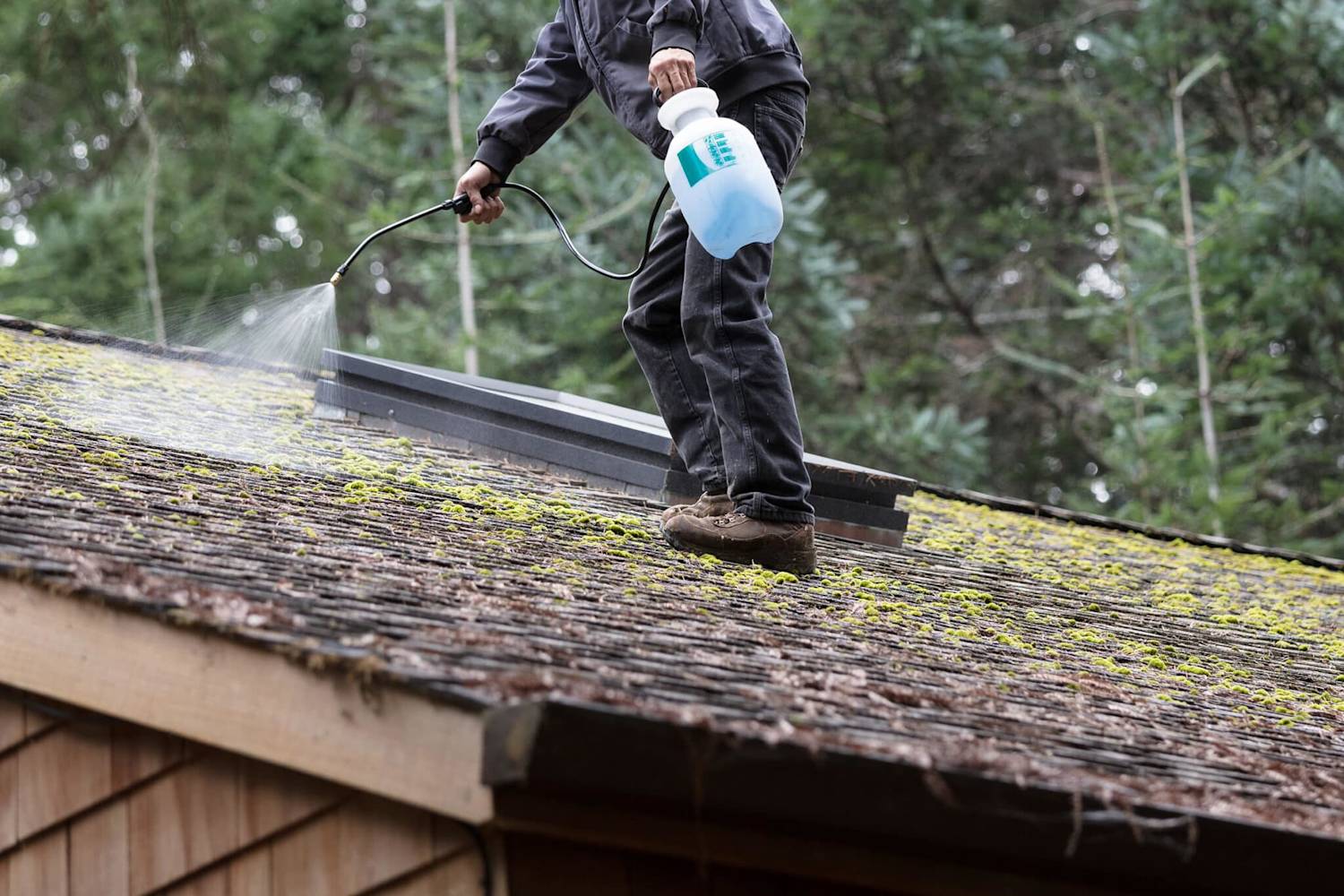Top Tips For Effective Roof Moss Treatment Get Rid Of Moss Now
