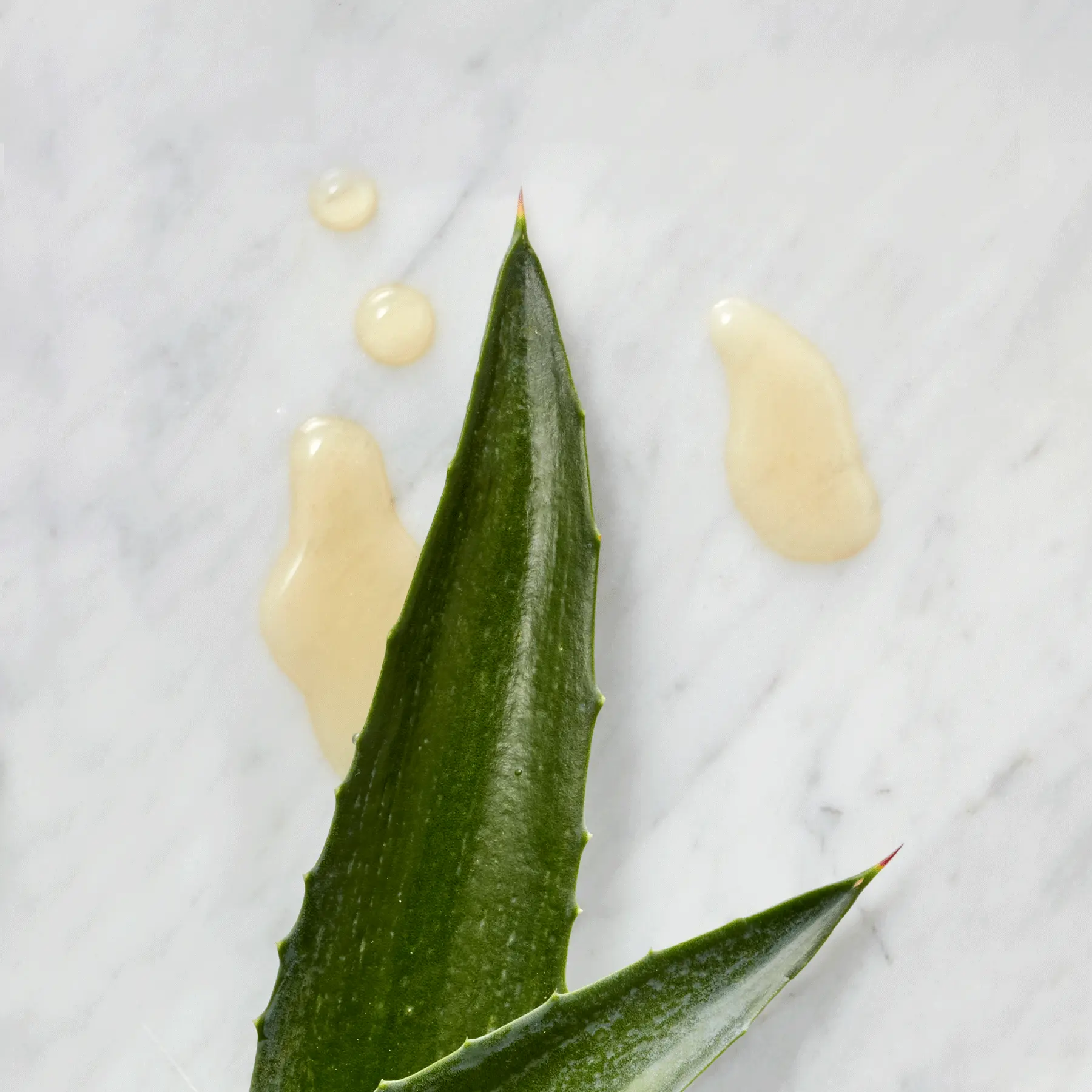 What is Agave | ZARBEE’S®