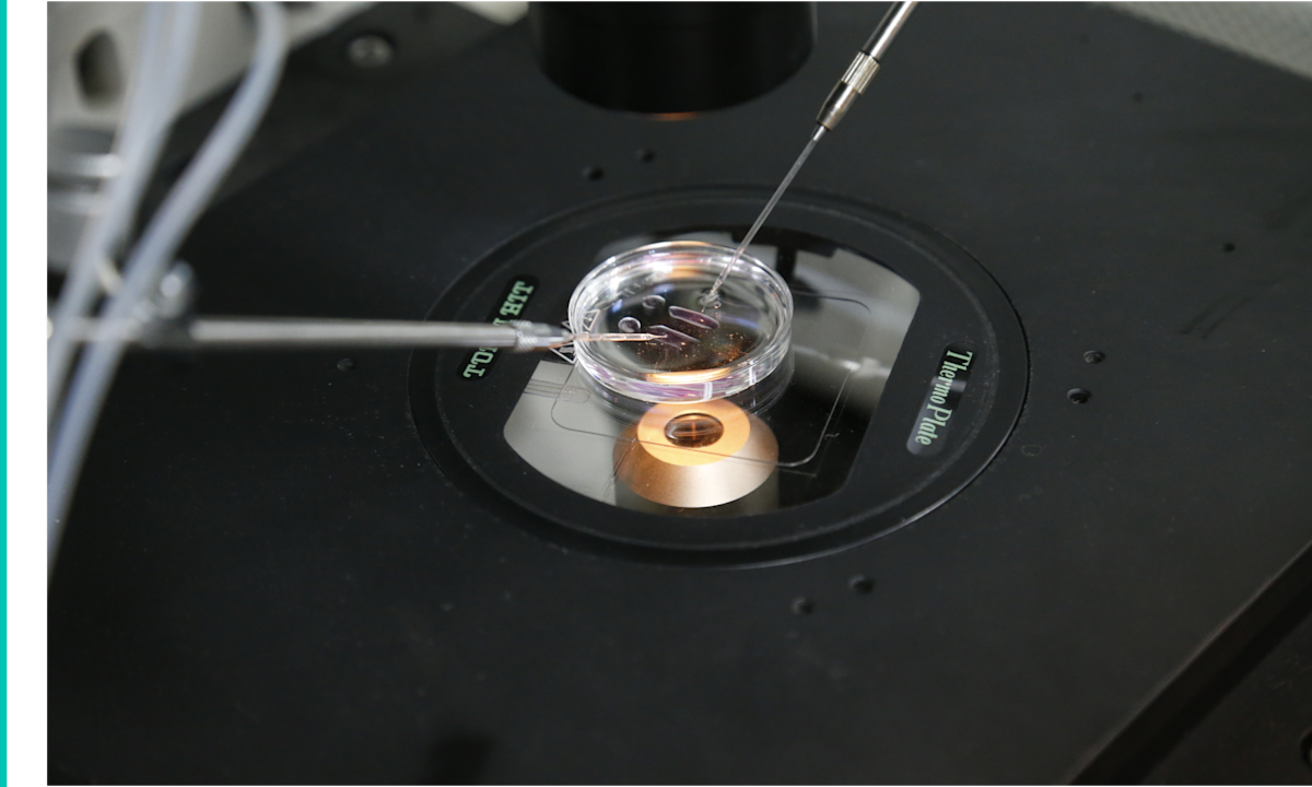 For the first time ever, a cloned rhesus monkey reached adulthood. | theSkimm