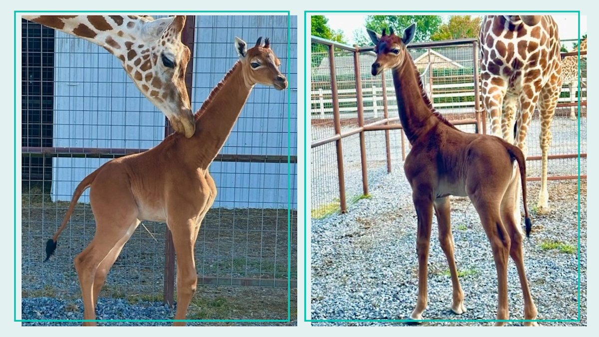 Brights Zoo Director on the spotless giraffe | theSkimm
