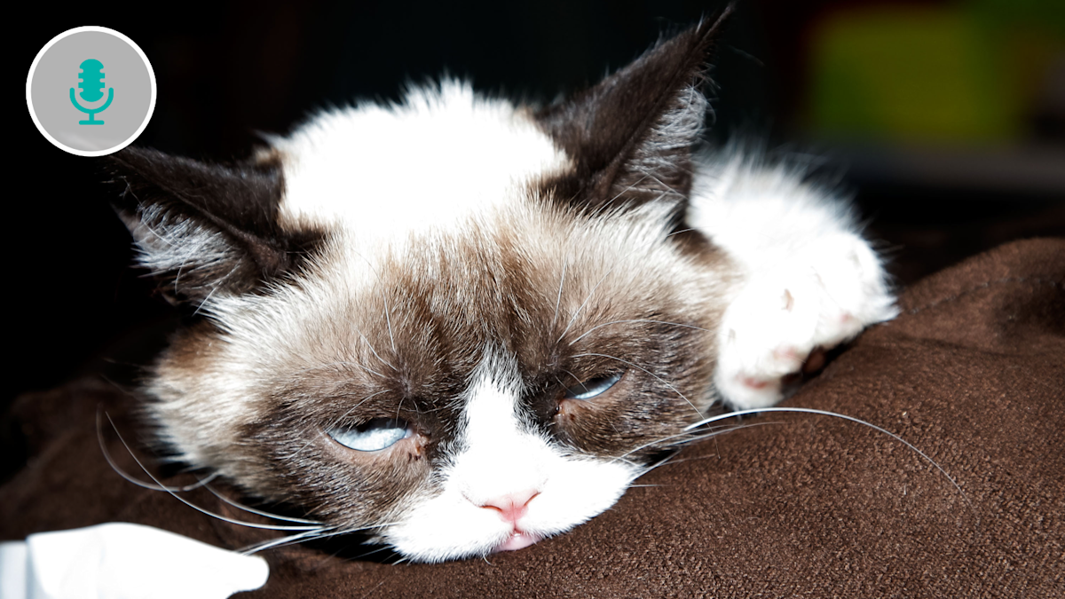 Immigration, Indian Elections, and Grumpy Cat | Skimm This | theSkimm