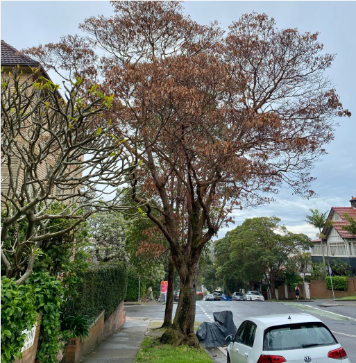 How are our street trees? | Manly Community Forum