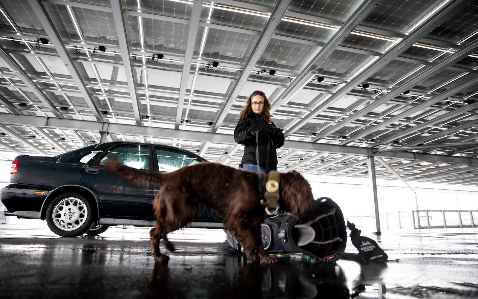 Spjotgard Enters Partnership with Watson Detective Dog's for ...