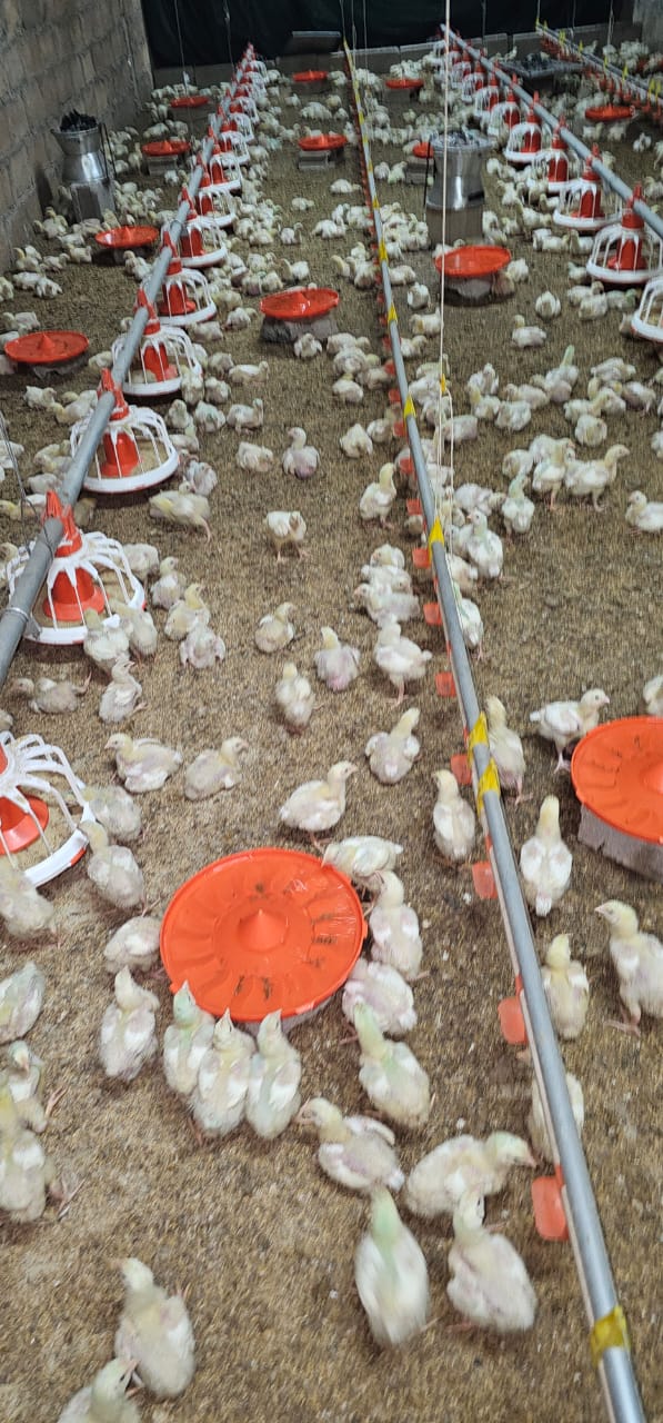 Unlocking the Golden Investment: Why Gold Stands the Test of Time