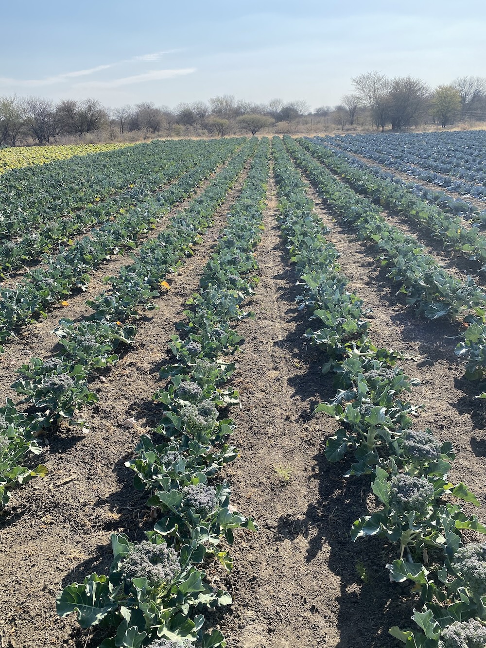 SigmarFarms: Sustainable Farming with Hydroponics, Poultry, and ...