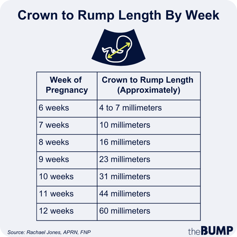 What Is Crown to Rump Length?