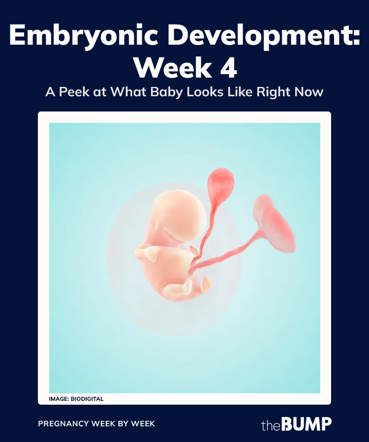 4 Weeks Pregnant: Baby Development, Symptoms and Tips
