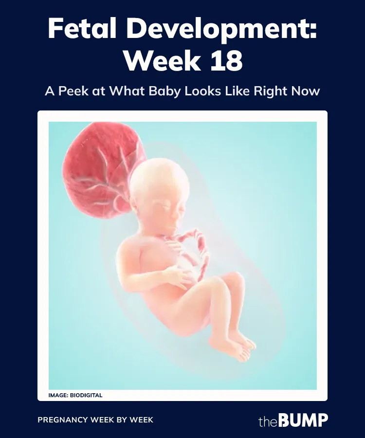 18 Weeks Pregnant: Baby Development, Symptoms and Tips