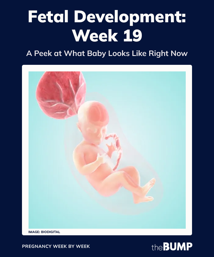 19 Weeks Pregnant: Baby Development, Symptoms and Tips