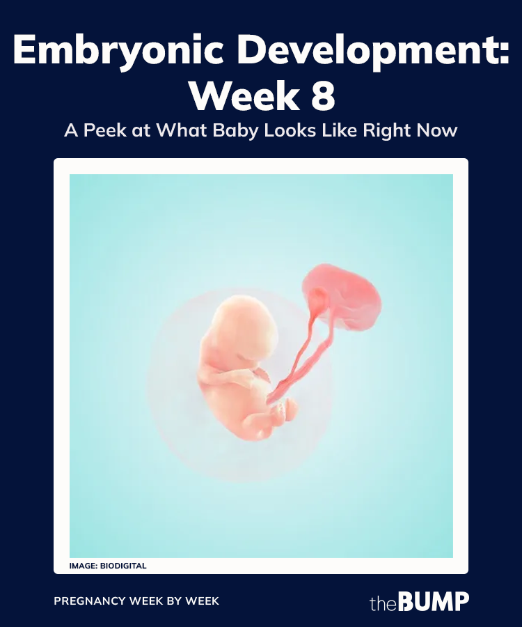 8 Weeks Pregnant: Baby Development, Symptoms and Tips