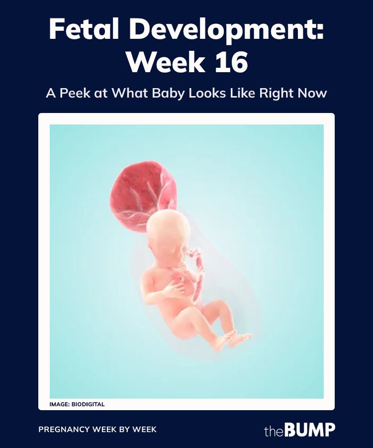16 Weeks Pregnant: Baby Development, Symptoms and Tips