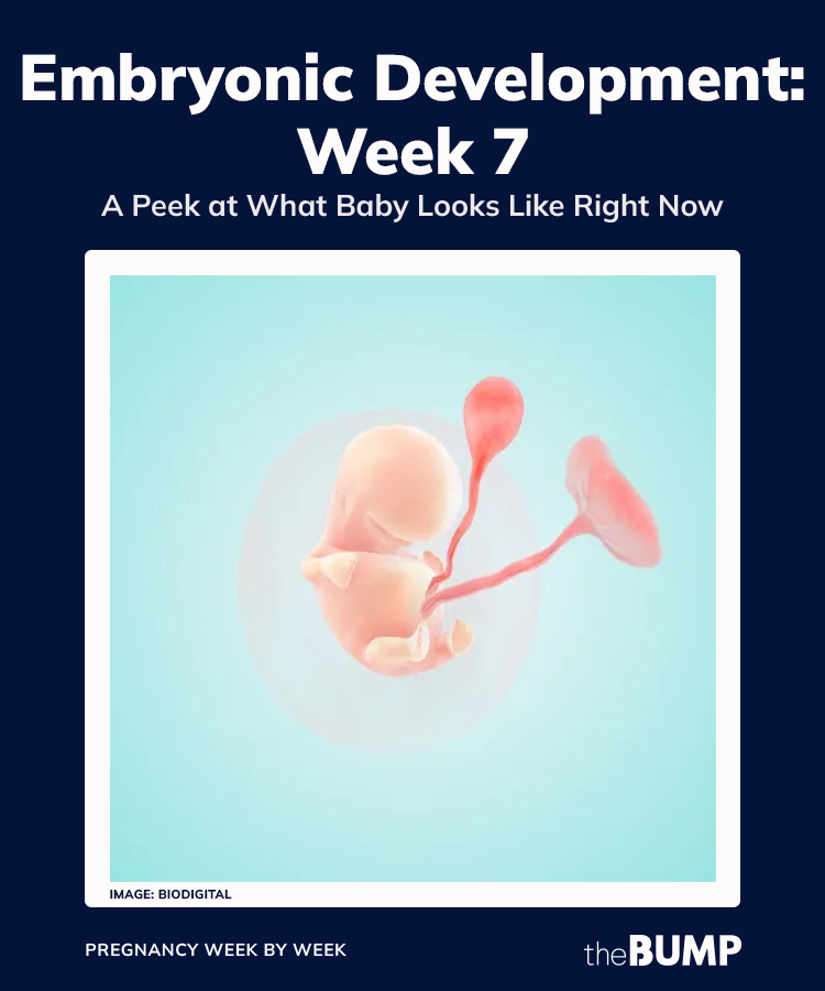7 Weeks Pregnant: Baby Development, Symptoms and Tips