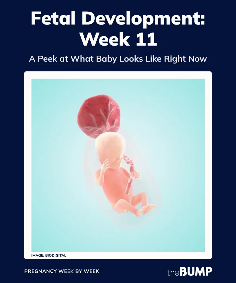 11 Weeks Pregnant: Baby Development, Symptoms and Tips