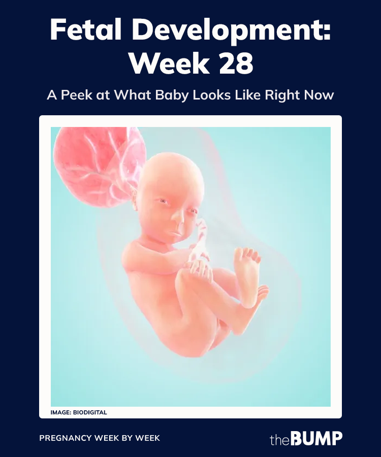 28 Week Fetus Ultrasound 28 Weeks And 3 Days Pregnant Baby Fetal