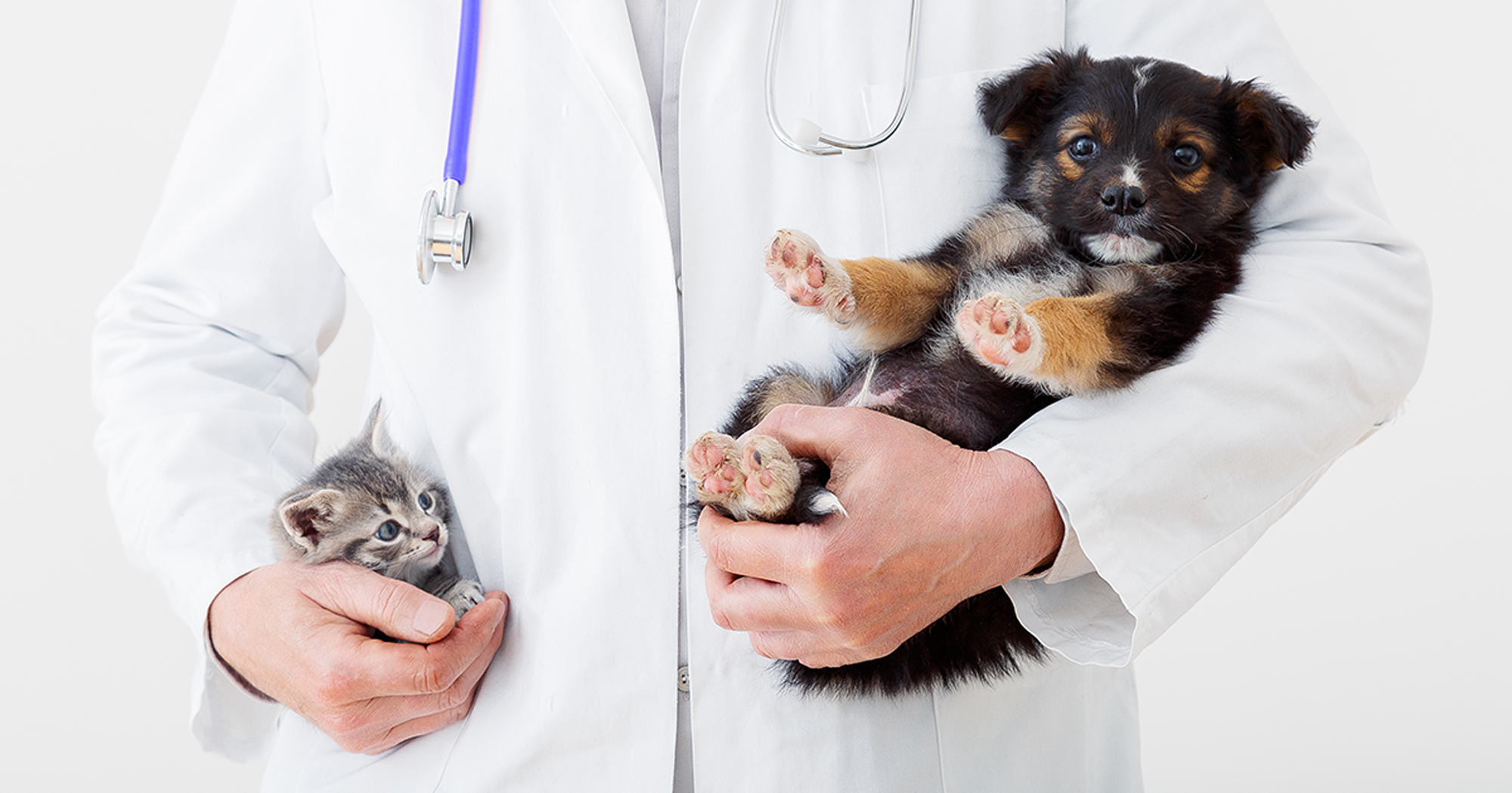 Exclusive Offer for Veterinary Professionals