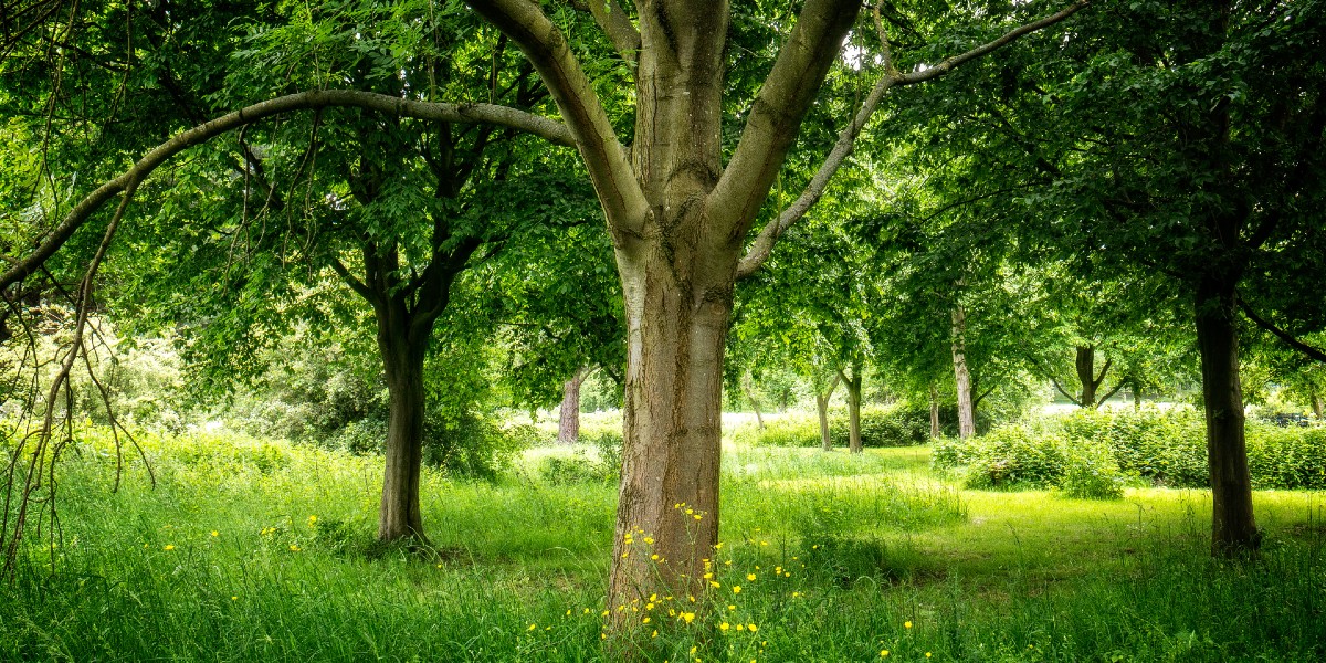 The best parks and public spaces to visit in London | London Theatre