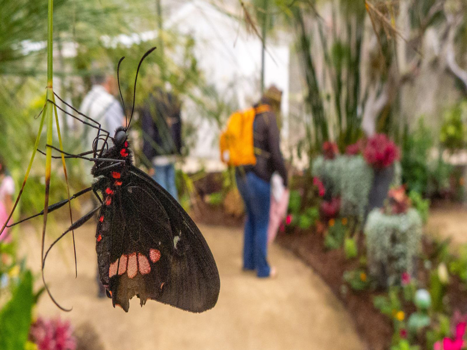 SOAR - Tropical Butterflies tickets | Palos Verdes Estates | TodayTix