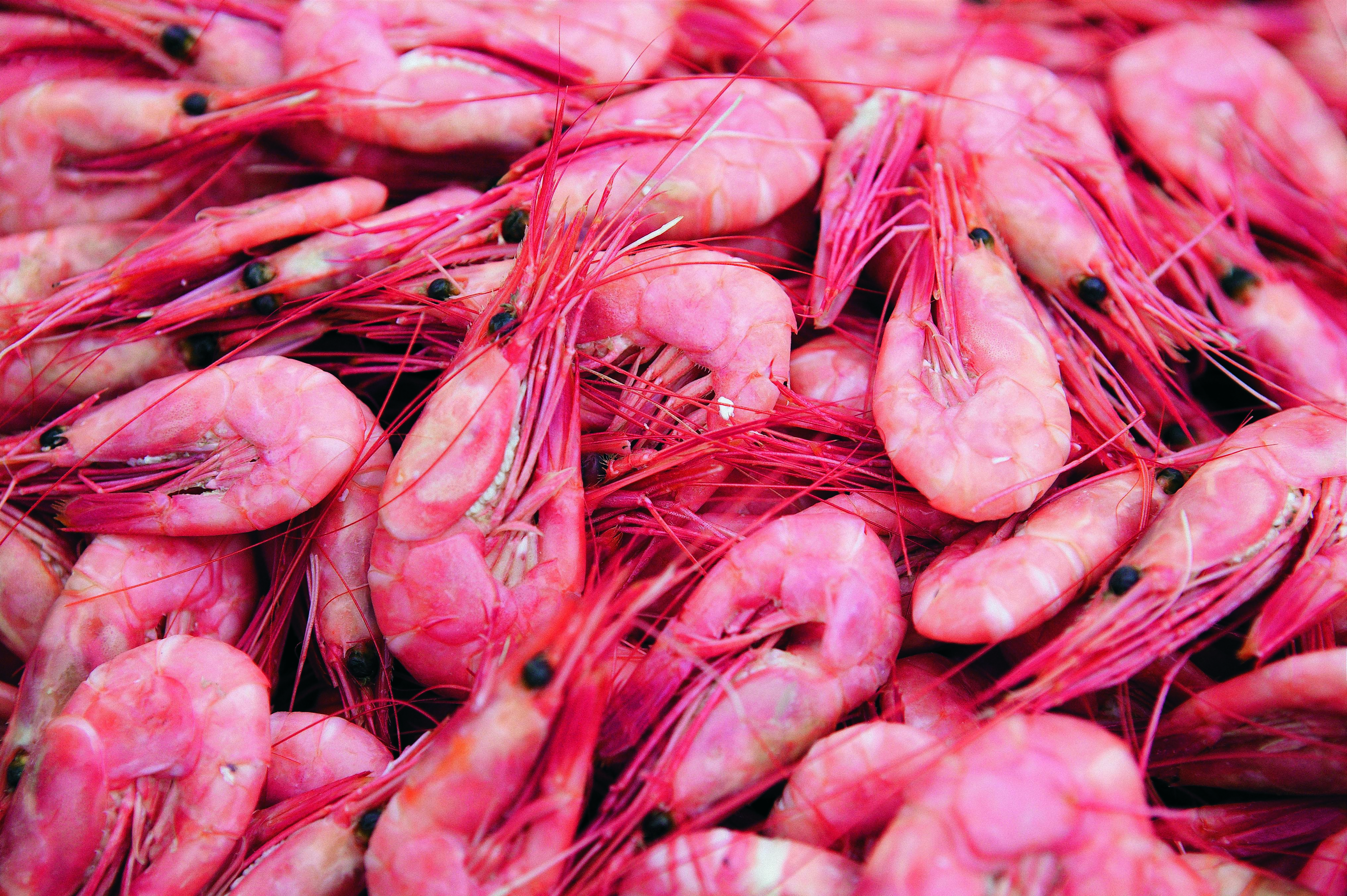 Hurtigruten Nordic Food | 50 Degrees North