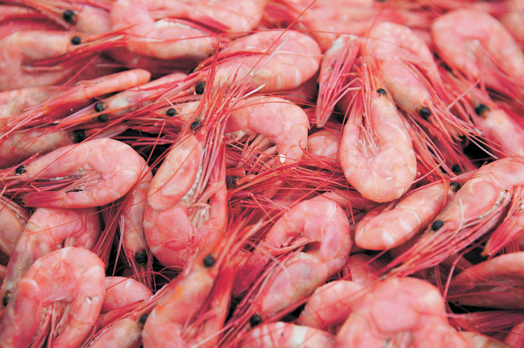 Hurtigruten Nordic Food | 50 Degrees North