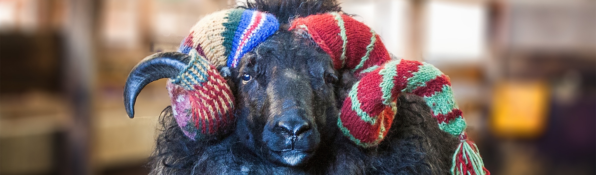 Iceland's Traditional Sheep Round Up | 50 Degrees North