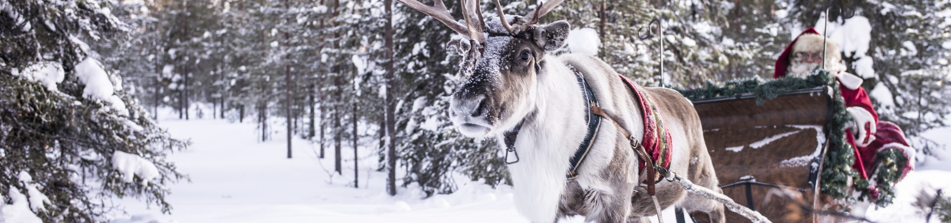 Christmas in Finland tour with younger children | 50 Degrees North