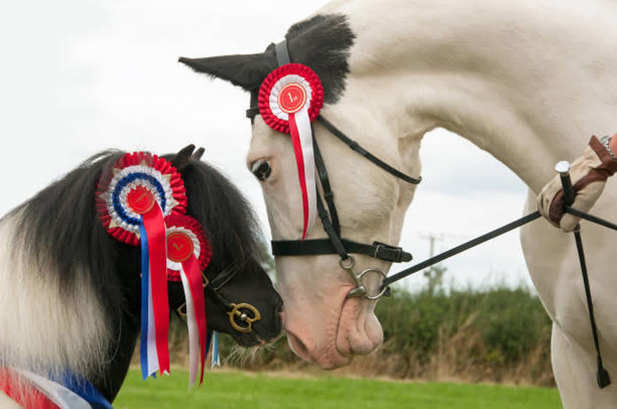 2023 Hawkesbury Show Pony Club Day | The Hawkesbury Phoenix ...