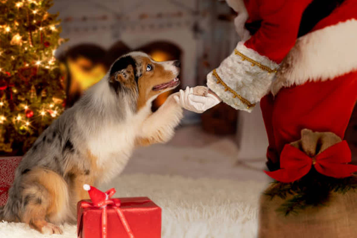 Santa Paws Is Coming To Town | The Hawkesbury Phoenix - Hawkesbury ...