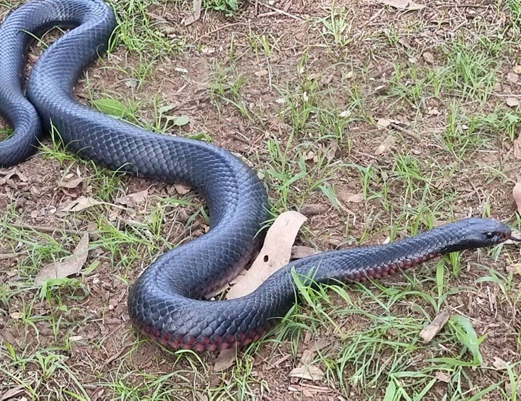 Sean Shares Summer Snake Safety Tips | The Hawkesbury Phoenix ...