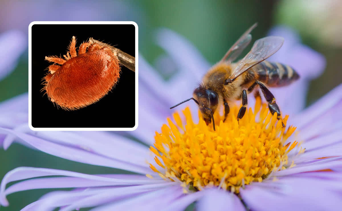 Varroa Mite Impacts More Than Honey | The Hawkesbury Phoenix ...